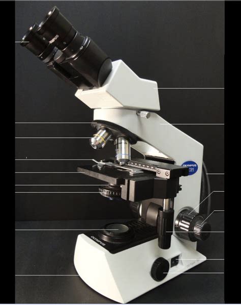 Microscope Diagram Quizlet