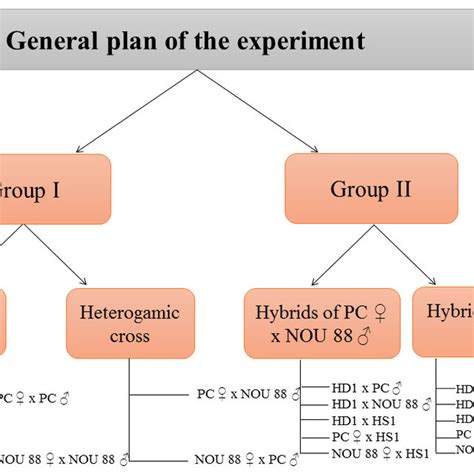 Schematic Presentation Of The Experiments Download Scientific Diagram