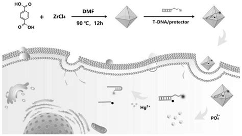 Preparation Method And Application Of Fluorescently Labeled Aptamer Metal Organic Framework