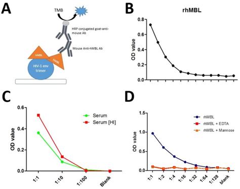 Mannose Binding Lectin Mbl In Serum Binds To Env In A Crd Dependent