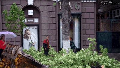 Tree GIF Find Share On GIPHY