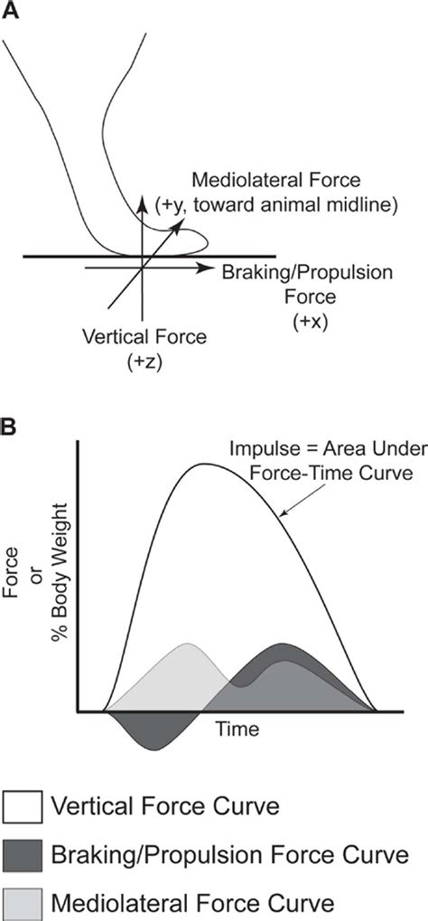 Gait Analysis Methods For Rodent Models Of Arthritic Disorders Reviews And Recommendations Pmc