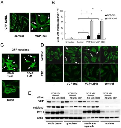 A Cytochemical Analysis Of Intracellular Localization Of Gfp Kanl