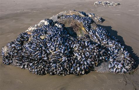 Poisonous Toxins Detected In Shellfish From Marin And San Mateo