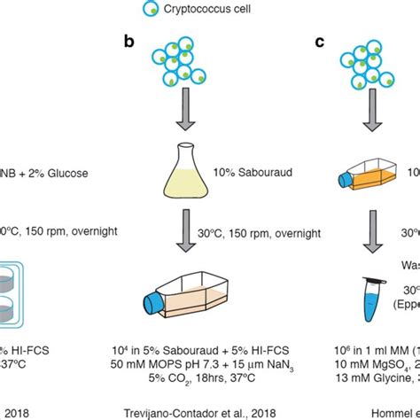 Pdf The Cryptococcus Neoformans Titan Cell From In Vivo Phenomenon