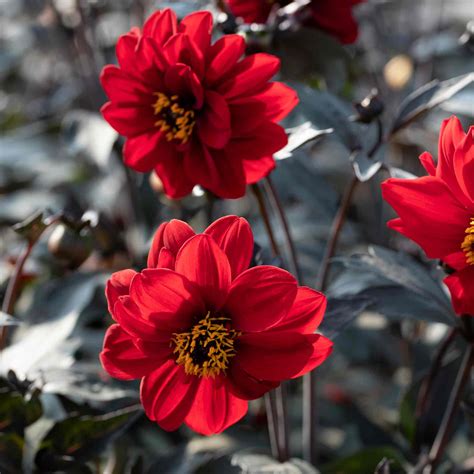 Dahlia Pinnata Seeds Black Forest Ruby Marshalls Garden