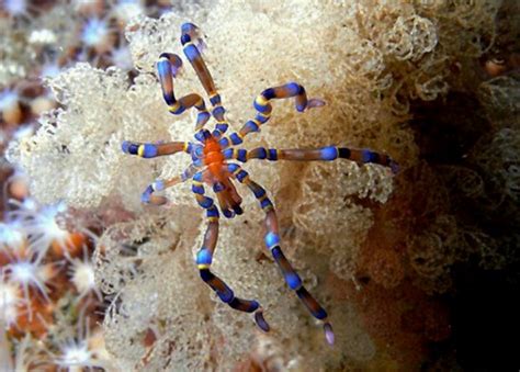 Sea Spider Sea Spider Arthropods Arachnids