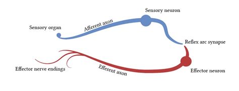 Reflex Arc