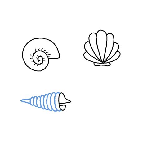 How To Draw A Seashell Step By Step Easy Drawing Guides Drawing Howtos