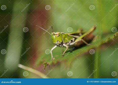 Grasshopper Relaxing On A Leaf Closeup Stock Image Image Of Enjoying