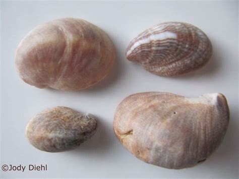 Common Slipper Shell Alchetron The Free Social Encyclopedia