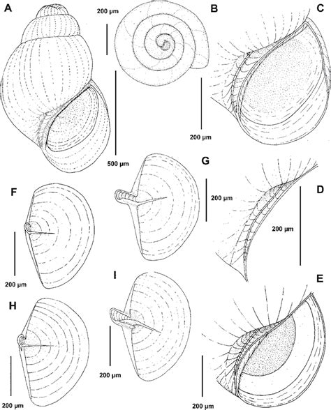 Rissoella Abacoensis Sp Nov Paratype A C Holotype D Mcc14748 Download Scientific