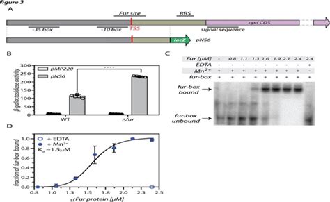 Moonlighting Activity Of Bacterial Enzyme Unusual Relationship Between Biodegradation Of