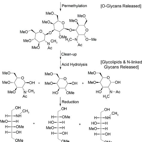 Molecular Overview Of The Glycan Node Analysis Procedure For Glycans