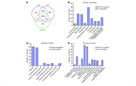 Outputs Of Proteomic Analysis For Ca Altered Proteins A Venn