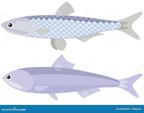 Anchovy Stock Vector Illustration Of Unusual Vector 48546030