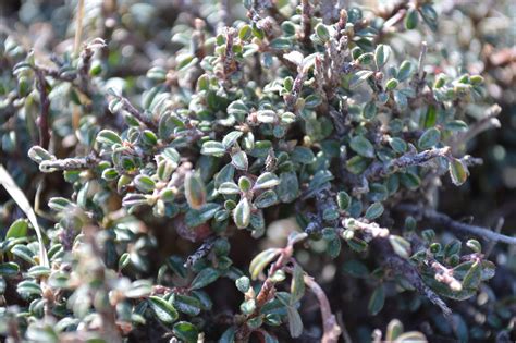 Cotoneaster Thymifolius Eflora Of India