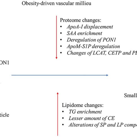 structural and functional modification of hdl proteome and lipidome in