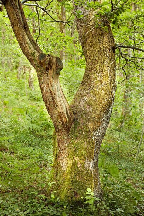 Premium Photo Trunk Of An Oak Tree In Green Woods Ancient Acorn Tree