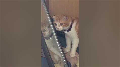 【猫】鏡越しに見てくる猫【cat】目と目が合う😻 Youtube