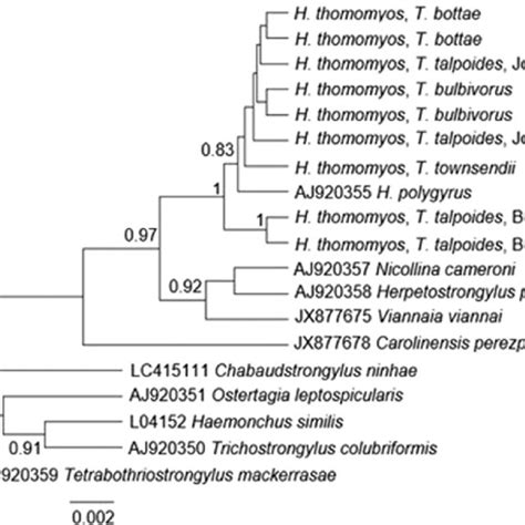 Bayesian Inference Tree Constructed From 18s Rrna Sequences Based On Download Scientific