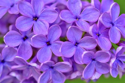 Lilac Flower Photograph by Cora Niele - Fine Art America