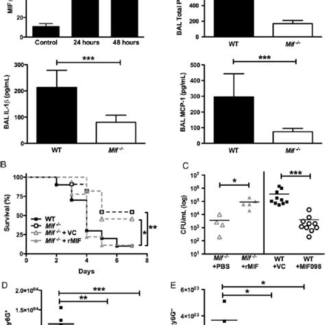 Macrophage Migration Inhibitory Factor Mif Regulates Inflammation