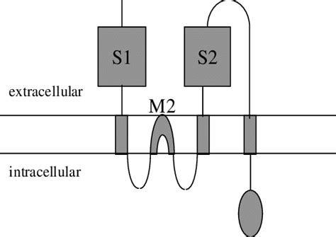 Schematic Presentation Of The Ampa Receptor Subunit Structure The Download Scientific Diagram