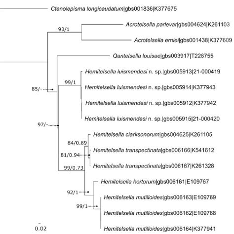 ml tree for concatenated coi and 28s genes with ml bootstrap values and