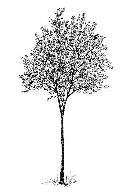Premium Vector Sketch Of Single Young Deciduous Tree Silhouette