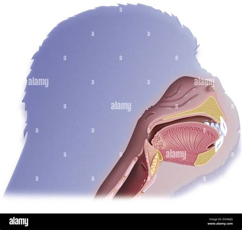 Schimpansen Anatomie Fotos Und Bildmaterial In Hoher Auflösung Alamy