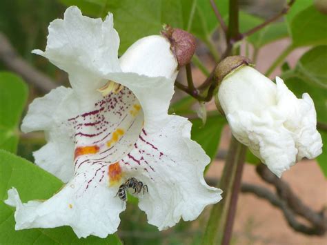 Pair Of Flowers Photos Of Chilopsis Linearis Bignoniaceae