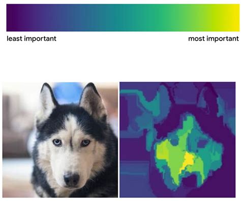 Explaining Model Predictions On Images Google Cloud Blog