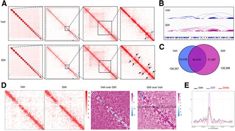 Genome Wide Chromatin Interactions Increase During Ligand Dependent Download Scientific Diagram