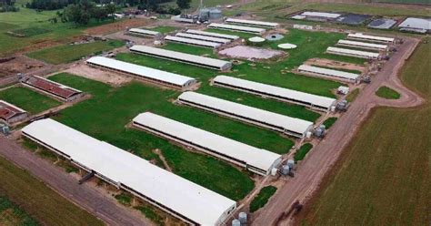 Isowean La Mayor Granja De Cerdos De Argentina