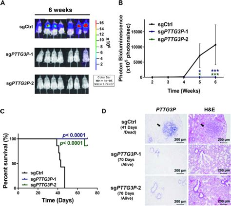 Integrative Analyses Of Noncoding RNAs Reveal The Potential Mechanisms Augmenting Tumor