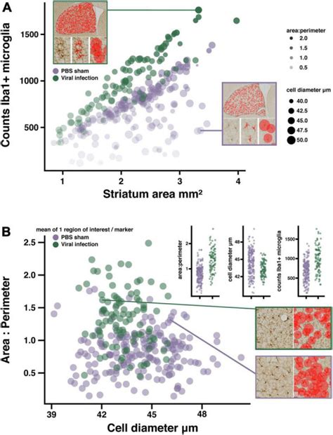 A Novel Automated Morphological Analysis Of Iba1 Microglia Using A Deep Learning Assisted Model