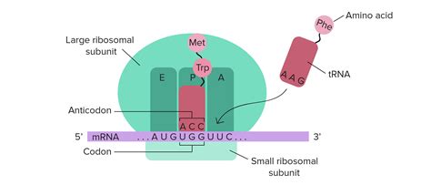 Diagram Of Translation Process Translation Steps Protein Dna
