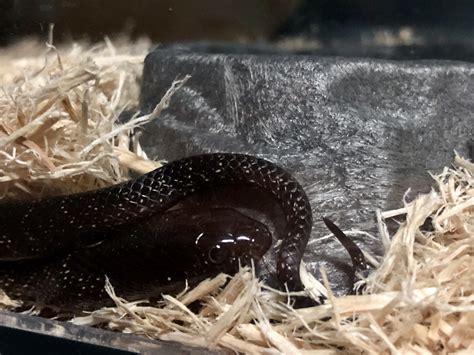 Bebe Blek Snek Rsneks