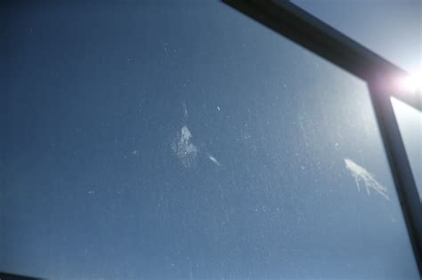 Window Collision Wild Free Photo On Pixabay Pixabay