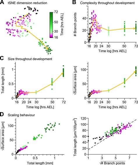 Achieving Functional Neuronal Dendrite Structure Through Sequential