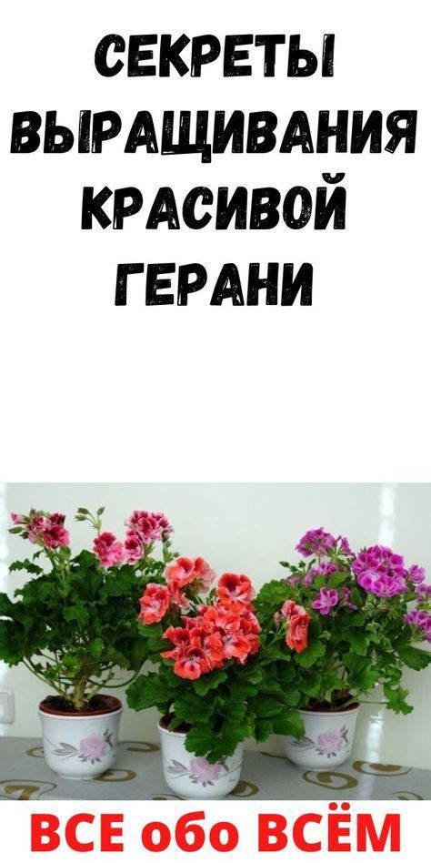 Секреты выращивания красивой герани Plants Garden