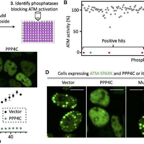 Screening Of ~150 Phosphatases Identifies Ppp4c That Inhibits Atm