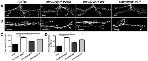 Synaptic Boutons Are Smaller More Numerous And Clustered At Nmjs