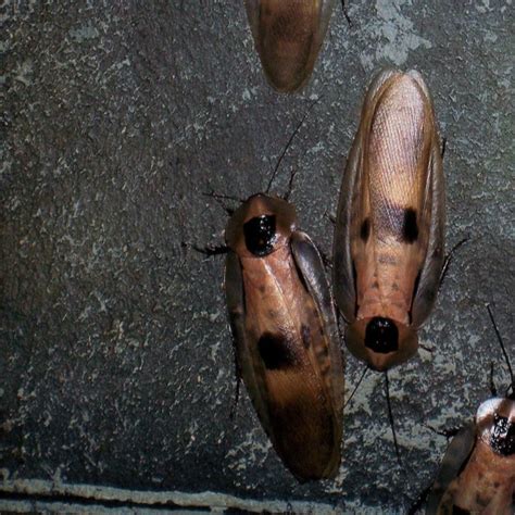 Pest Infestation The Alice Saddy Foundation