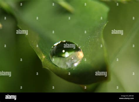 Green Raindrop Meadow Grass Lawn Water Nature Drop Drip Drops Seeping