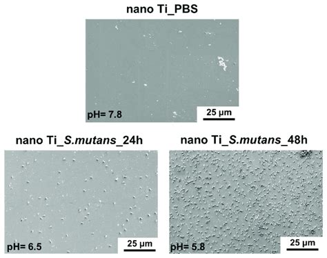 Streptococcus Mutans Adhesion To The Nanostructured Ti Surface Sem