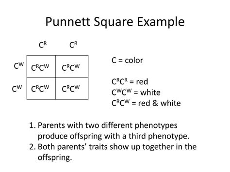Codominance And Incomplete Dominance Ppt Download