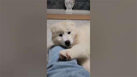 풍산개 강아지 귀여움 주의 Youtube