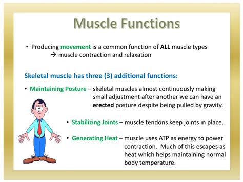 Ppt Muscular System Powerpoint Presentation Free Download Id2639632